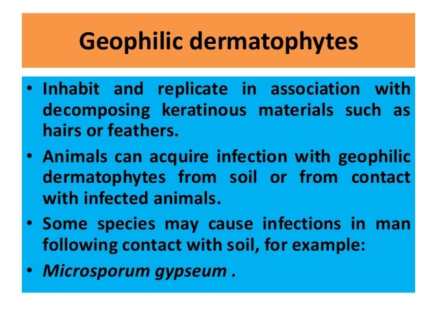 Dermatophytes undergraduates