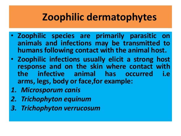 Dermatophytes undergraduates