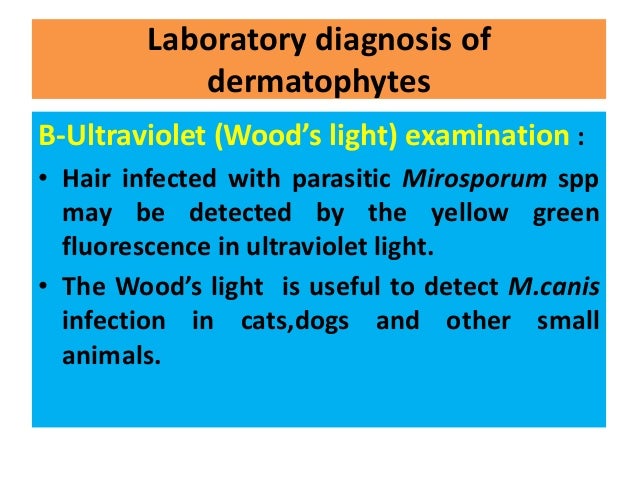 Dermatophytes undergraduates