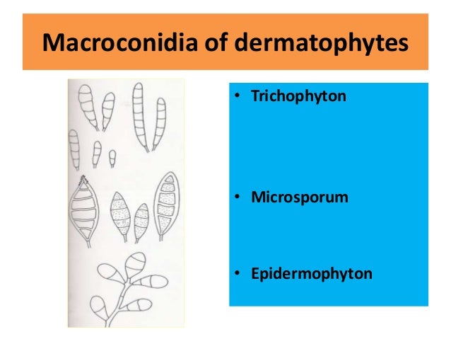 Dermatophytes undergraduates