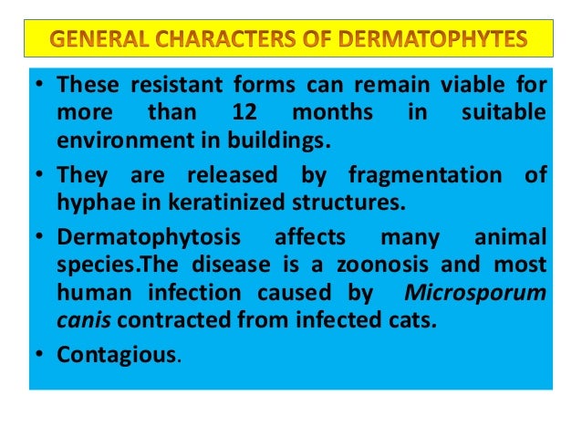 Dermatophytes undergraduates