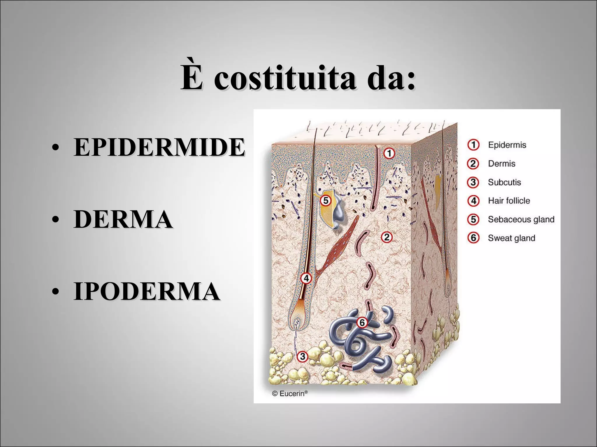 Dermatoscopia e Osservazione Epidermide | PPT