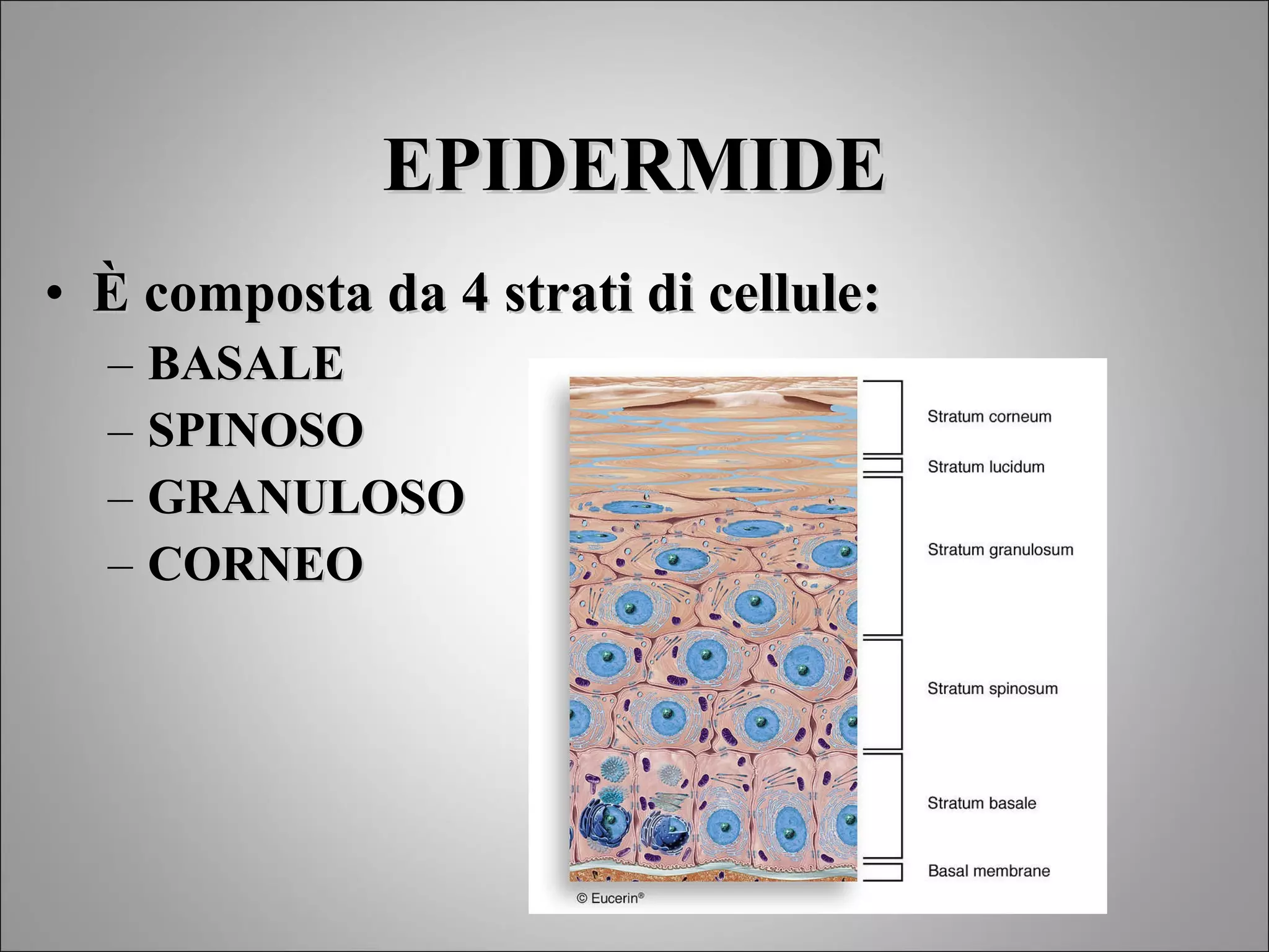 Dermatoscopia e Osservazione Epidermide | PPT