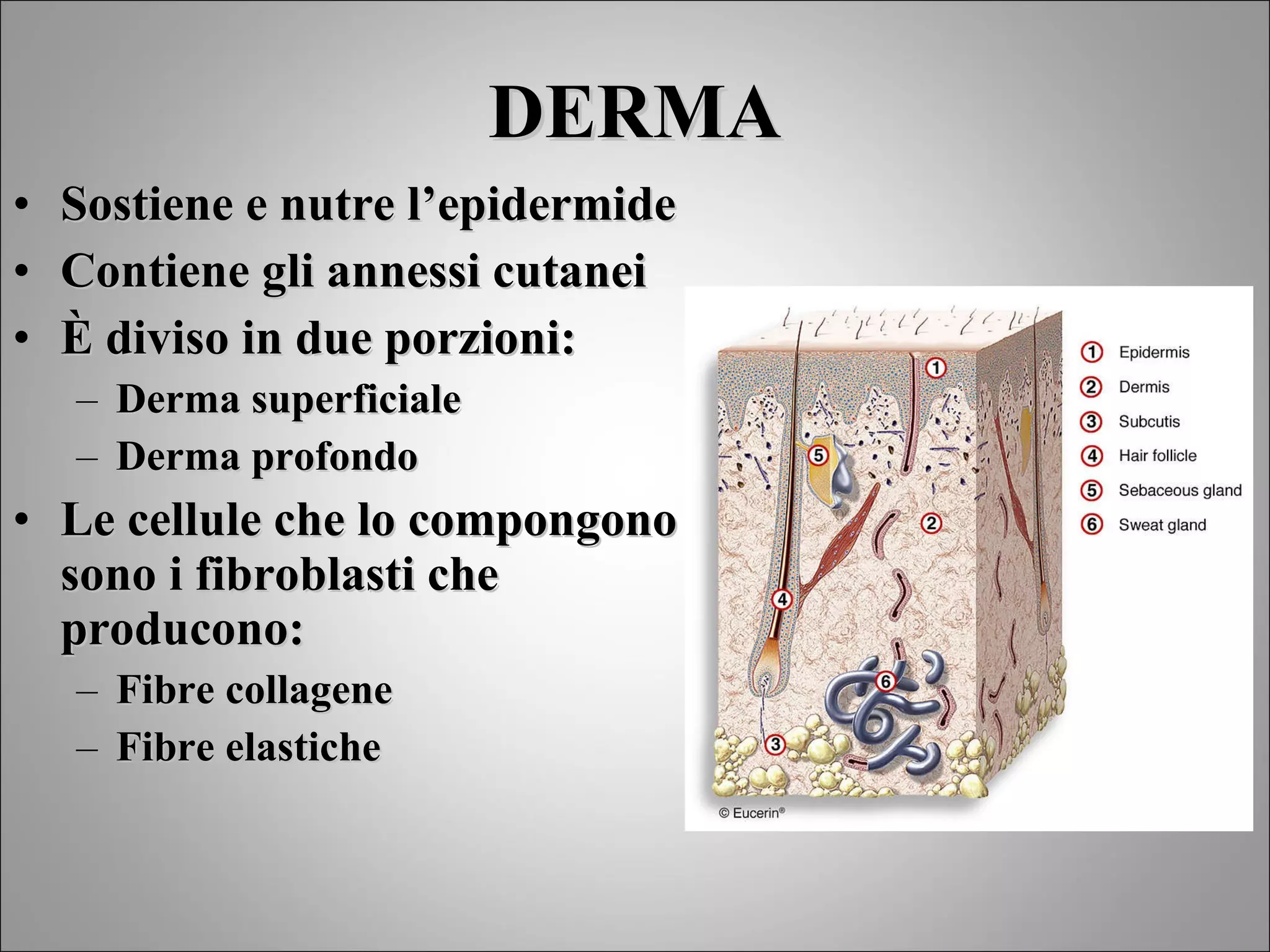 Dermatoscopia e Osservazione Epidermide | PPT
