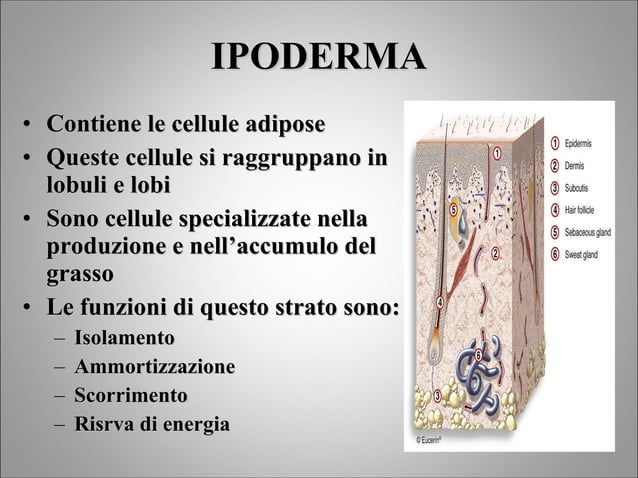 Dermatoscopia e Osservazione Epidermide | PPT | Skin and Dermatology ...