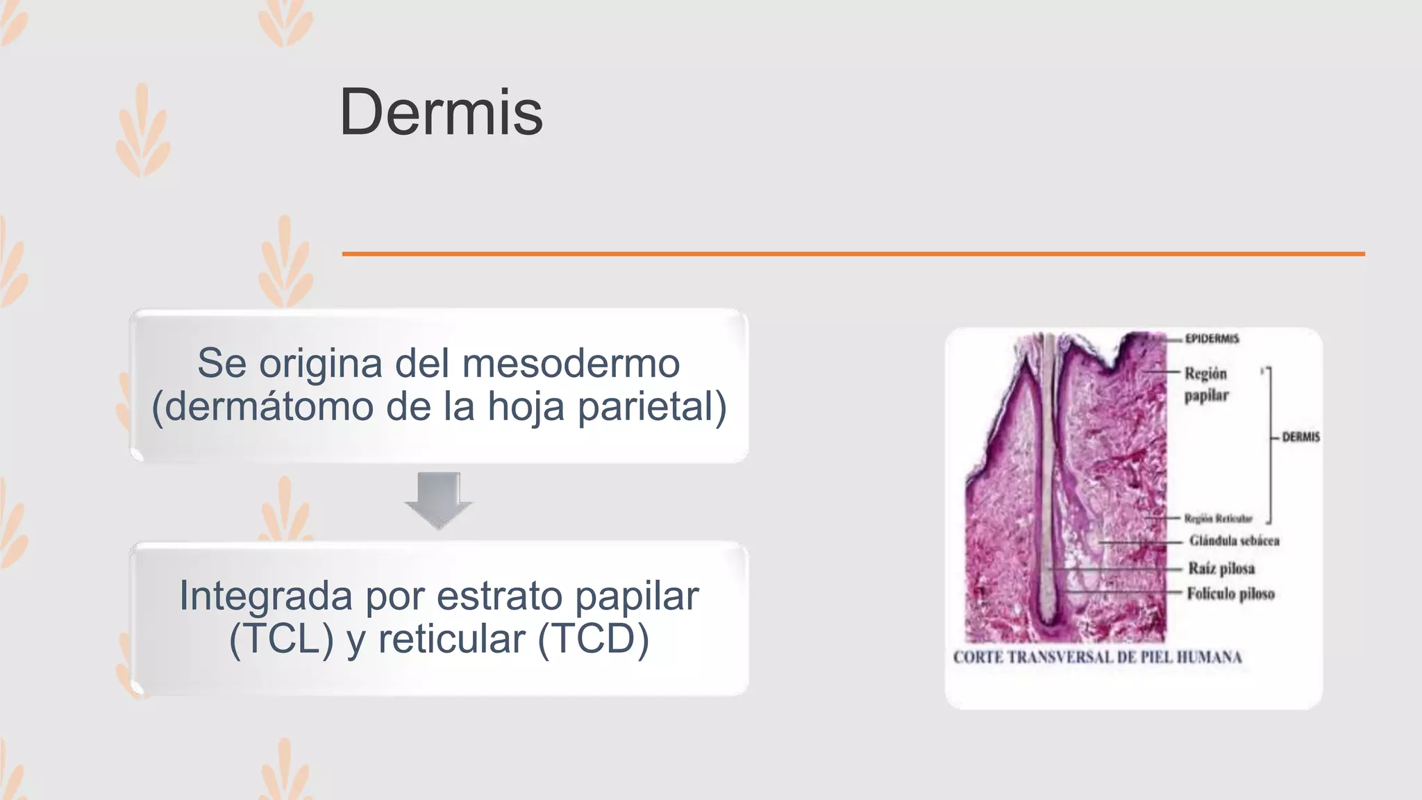 Dermatosis periodo neonatal por Dr. Carlos M. Montaño PEDIATRA EN LA ...