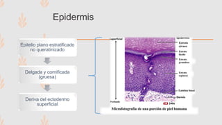 Dermatosis periodo neonatal por Dr. Carlos M. Montaño PEDIATRA EN LA ...