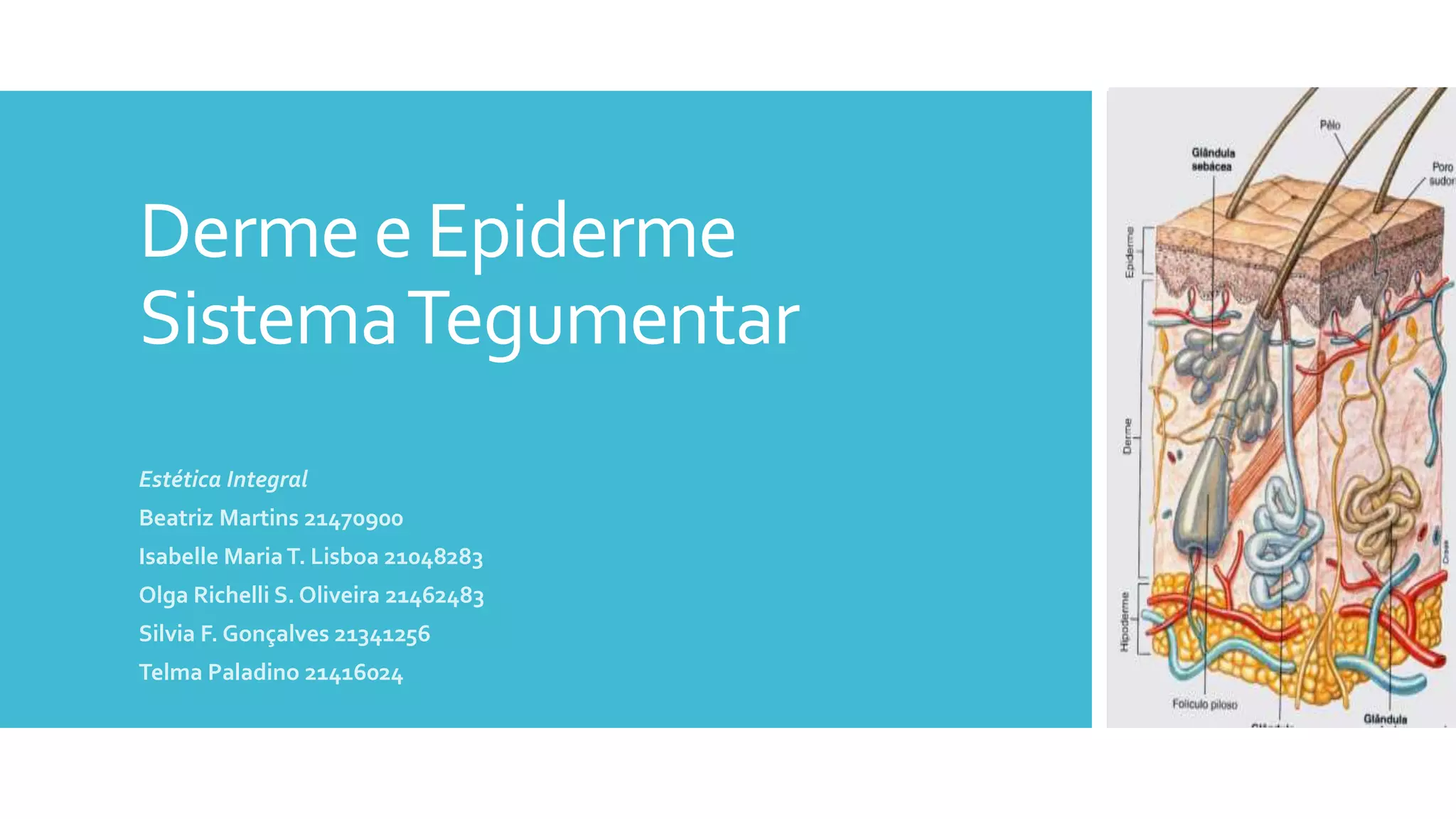 Derme e epiderme (aguardando ok) | PPT