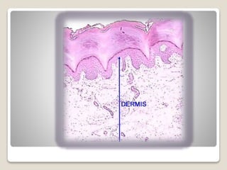Dermis | PPTX