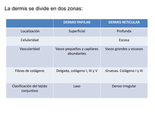Dermis histologia | PPTX
