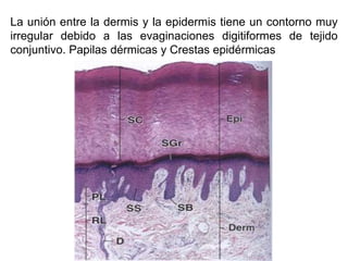 Dermis histologia | PPTX