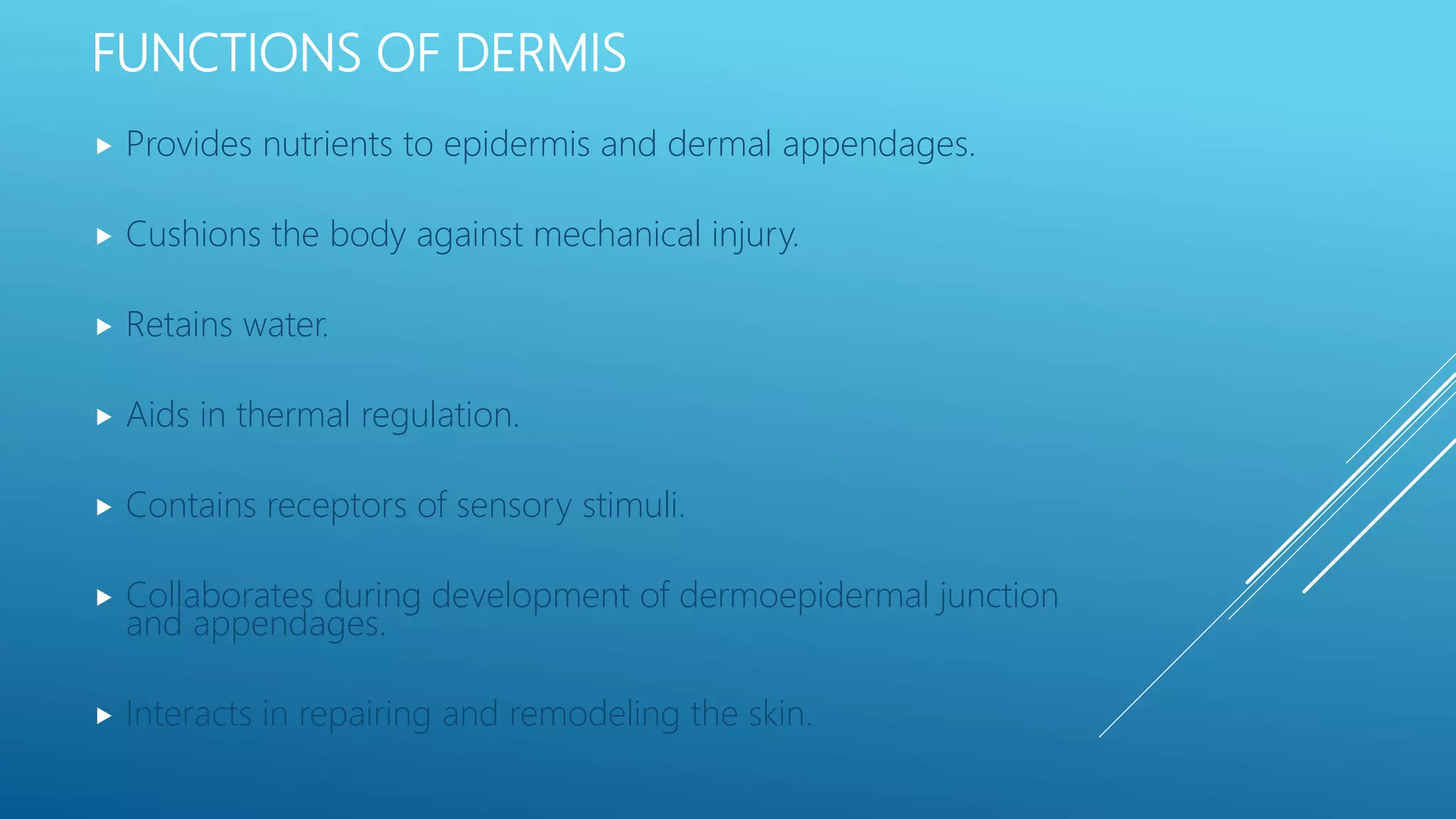 Dermis | PPTX