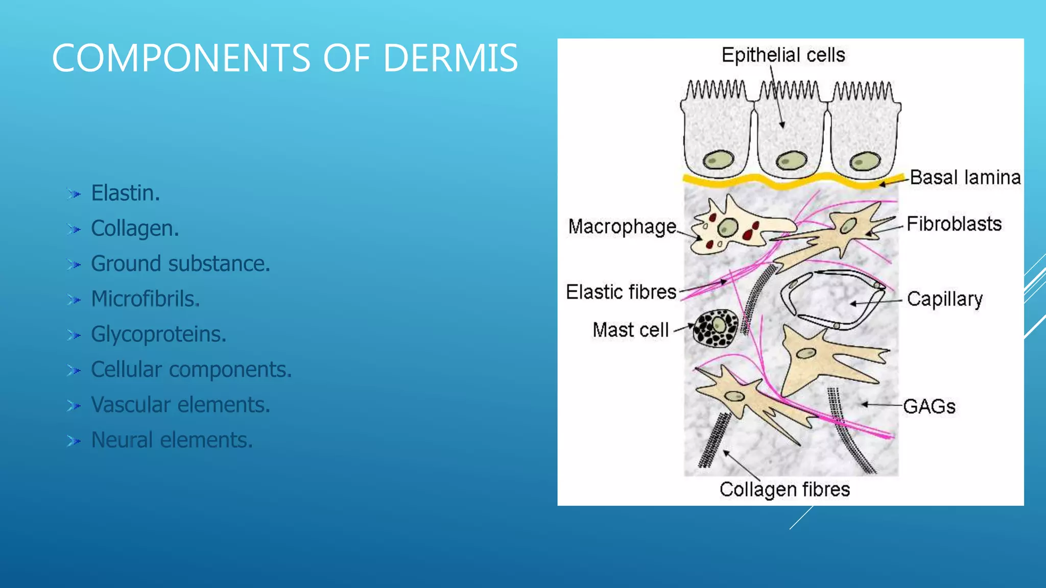 Dermis | PPTX