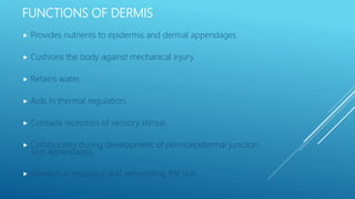 Dermis | PPTX