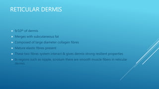 Dermis | PPTX