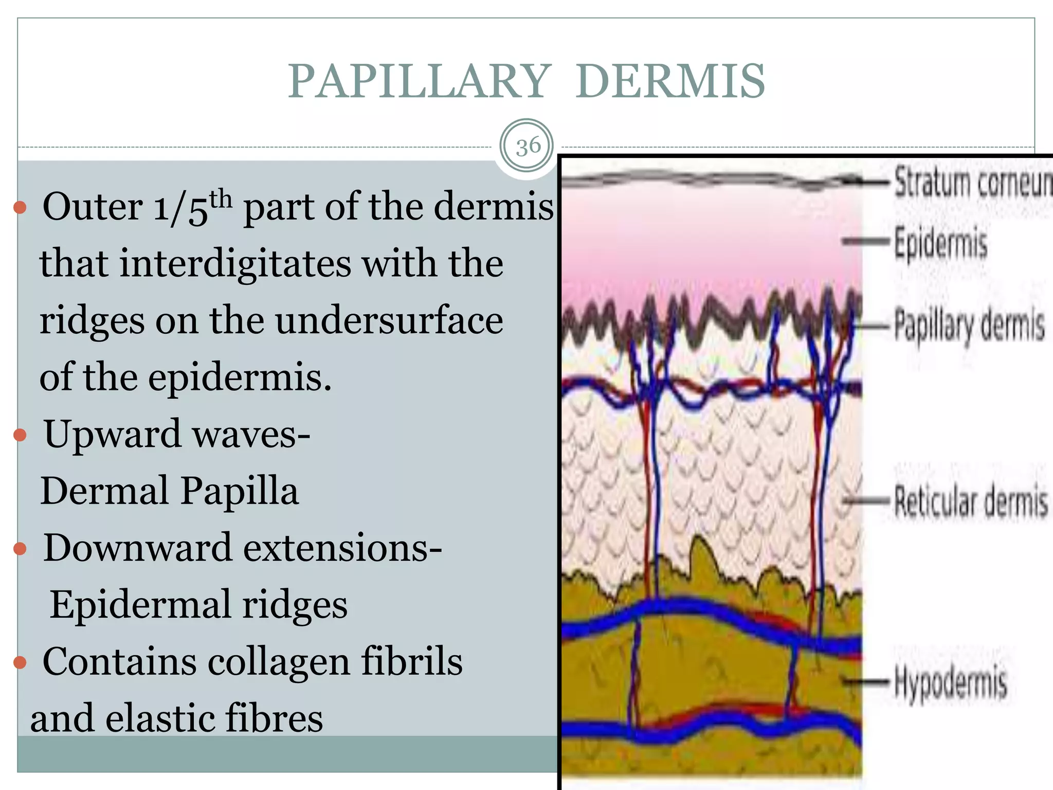 Dermo epidermal junction | PPTX