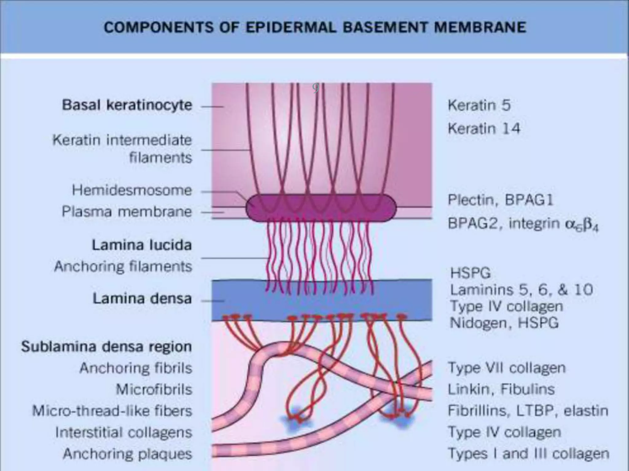 Dermo epidermal junction | PPTX