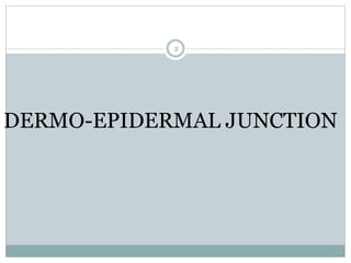 Dermo epidermal junction | PPTX