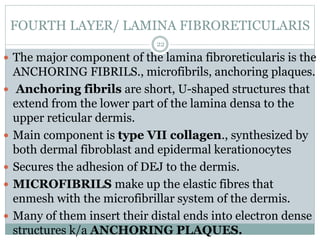 Dermo epidermal junction | PPTX
