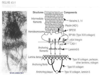 Dermo epidermal junction | PPTX