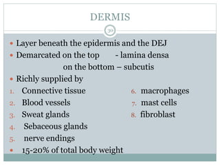 Dermo epidermal junction | PPTX