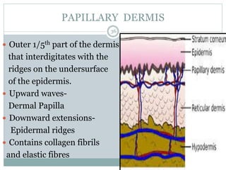 Dermo epidermal junction | PPTX