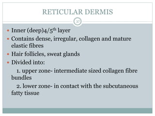 Dermo epidermal junction | PPTX