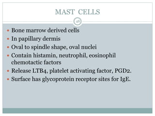 Dermo epidermal junction | PPT