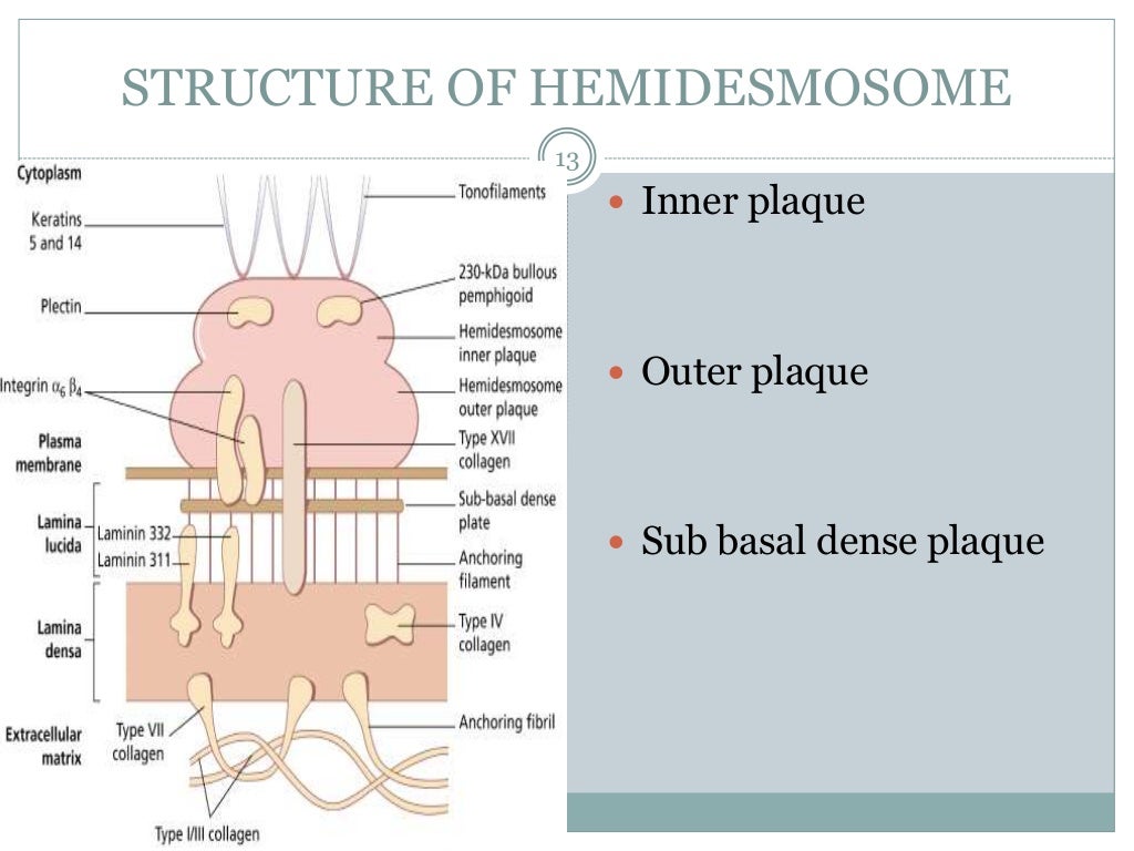 Dermo epidermal junction