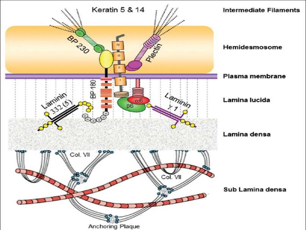 Dermo epidermal junction