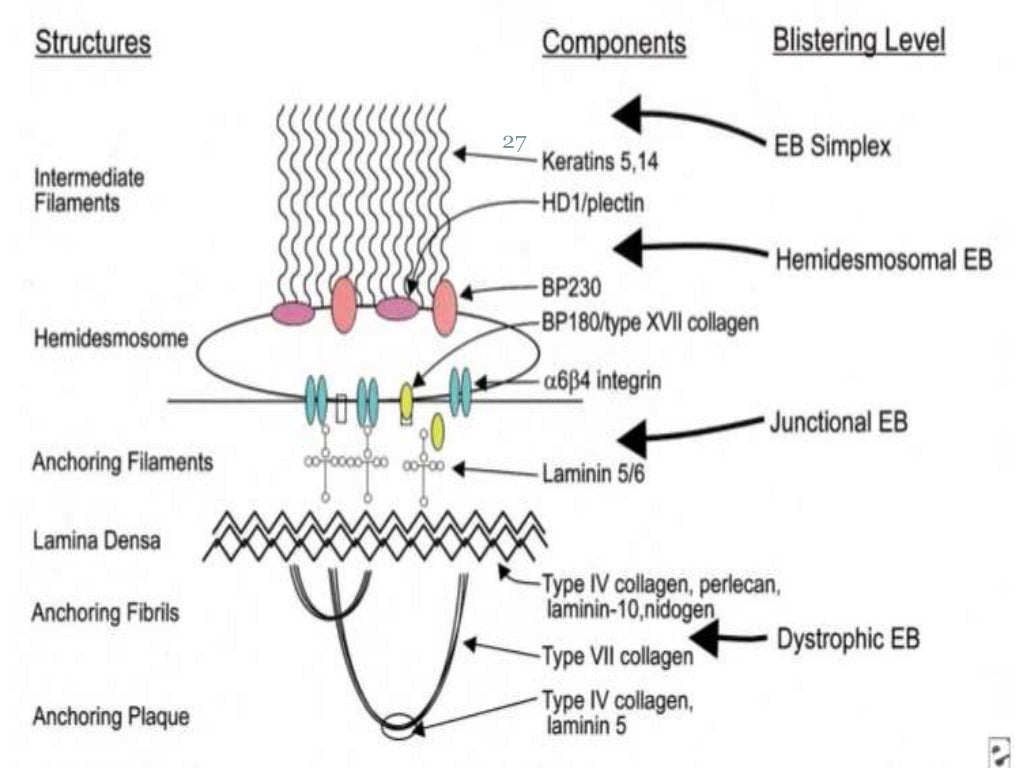 Dermo epidermal junction