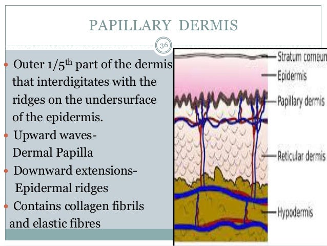Dermo epidermal junction