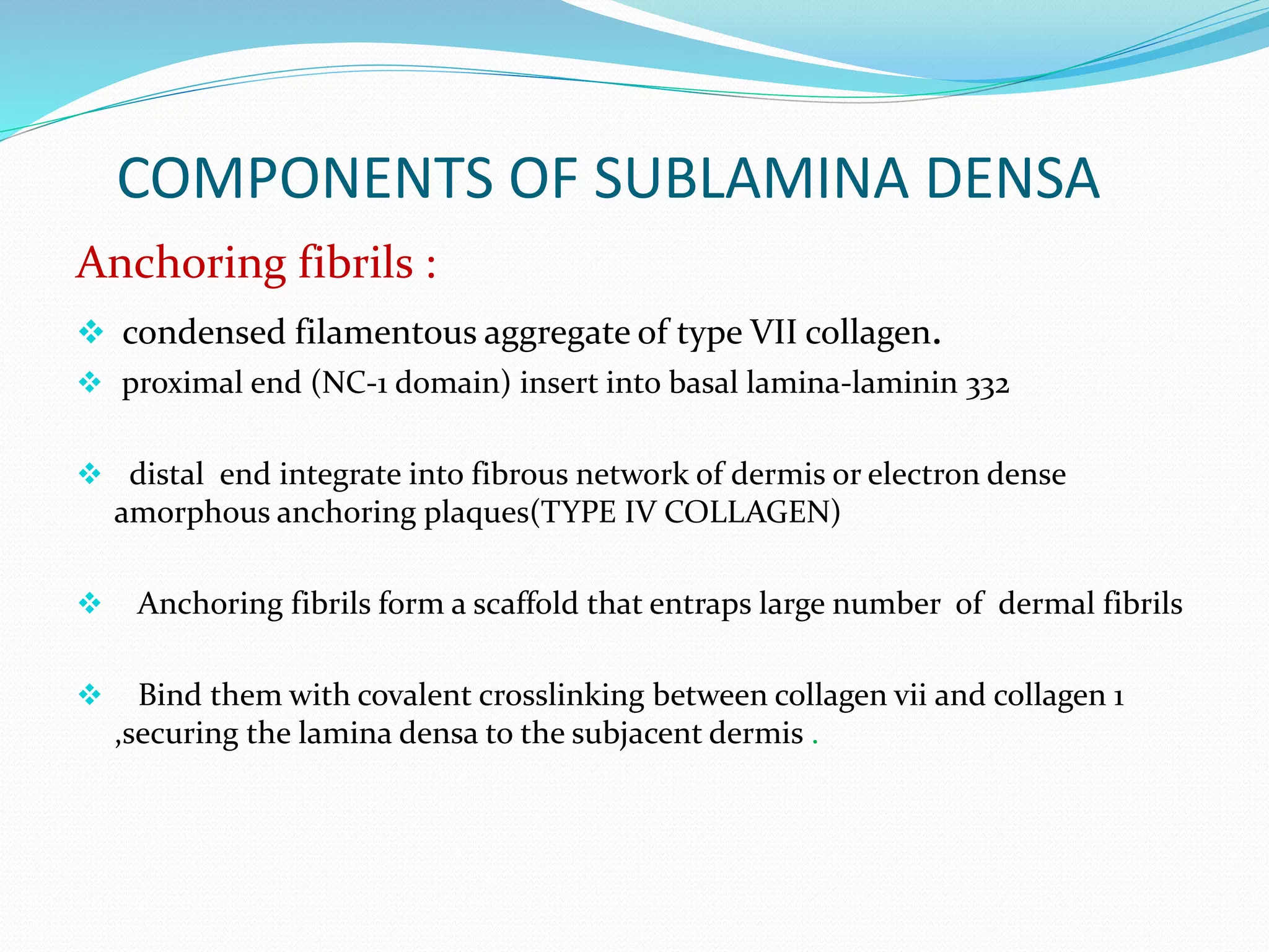 Dermo epidermal junction | PPTX
