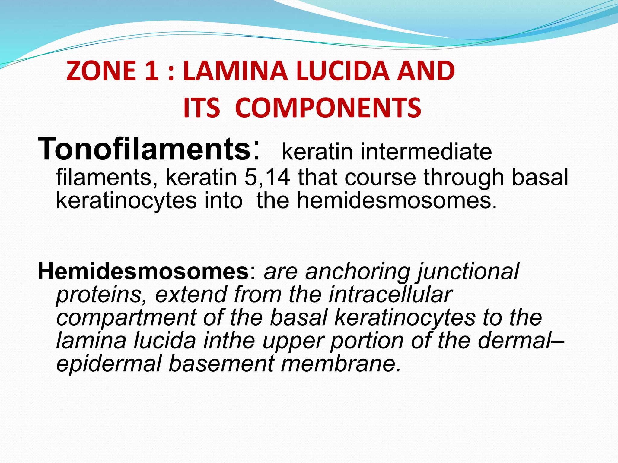 Dermo epidermal junction | PPTX