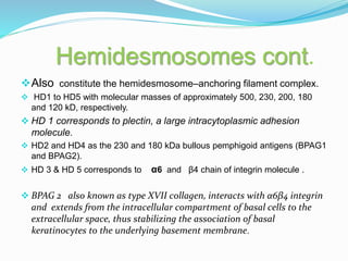 Dermo epidermal junction | PPTX