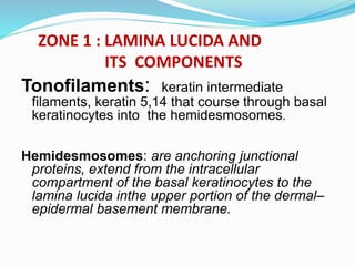 Dermo epidermal junction | PPTX