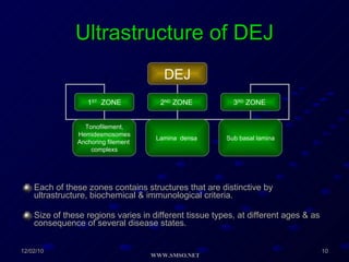 Dermo epidermal junction | PPT