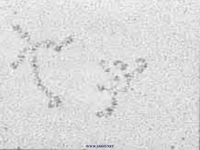 Dermo Epidermal Junction Ppt Chemistry Science