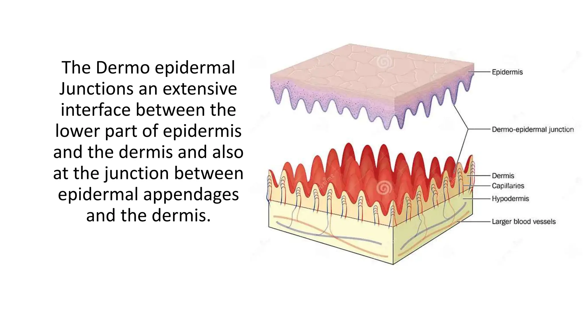 DERMO EPIDERMAL JUNCTION ( DEJ ) | PPTX