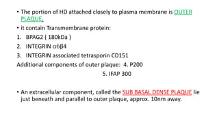 DERMO EPIDERMAL JUNCTION ( DEJ ) | PPTX