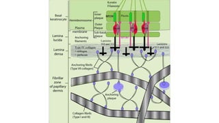 DERMO EPIDERMAL JUNCTION ( DEJ ) | PPTX