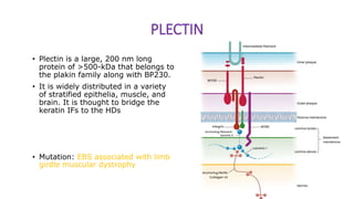 DERMO EPIDERMAL JUNCTION ( DEJ ) | PPTX