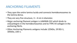 DERMO EPIDERMAL JUNCTION ( DEJ ) | PPTX