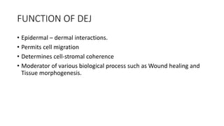 DERMO EPIDERMAL JUNCTION ( DEJ ) | PPTX