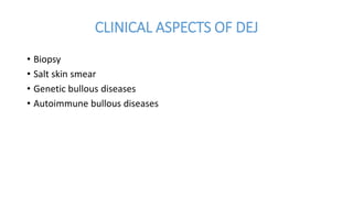 DERMO EPIDERMAL JUNCTION ( DEJ ) | PPTX