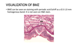 DERMO EPIDERMAL JUNCTION ( DEJ ) | PPTX
