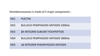 DERMO EPIDERMAL JUNCTION ( DEJ ) | PPTX