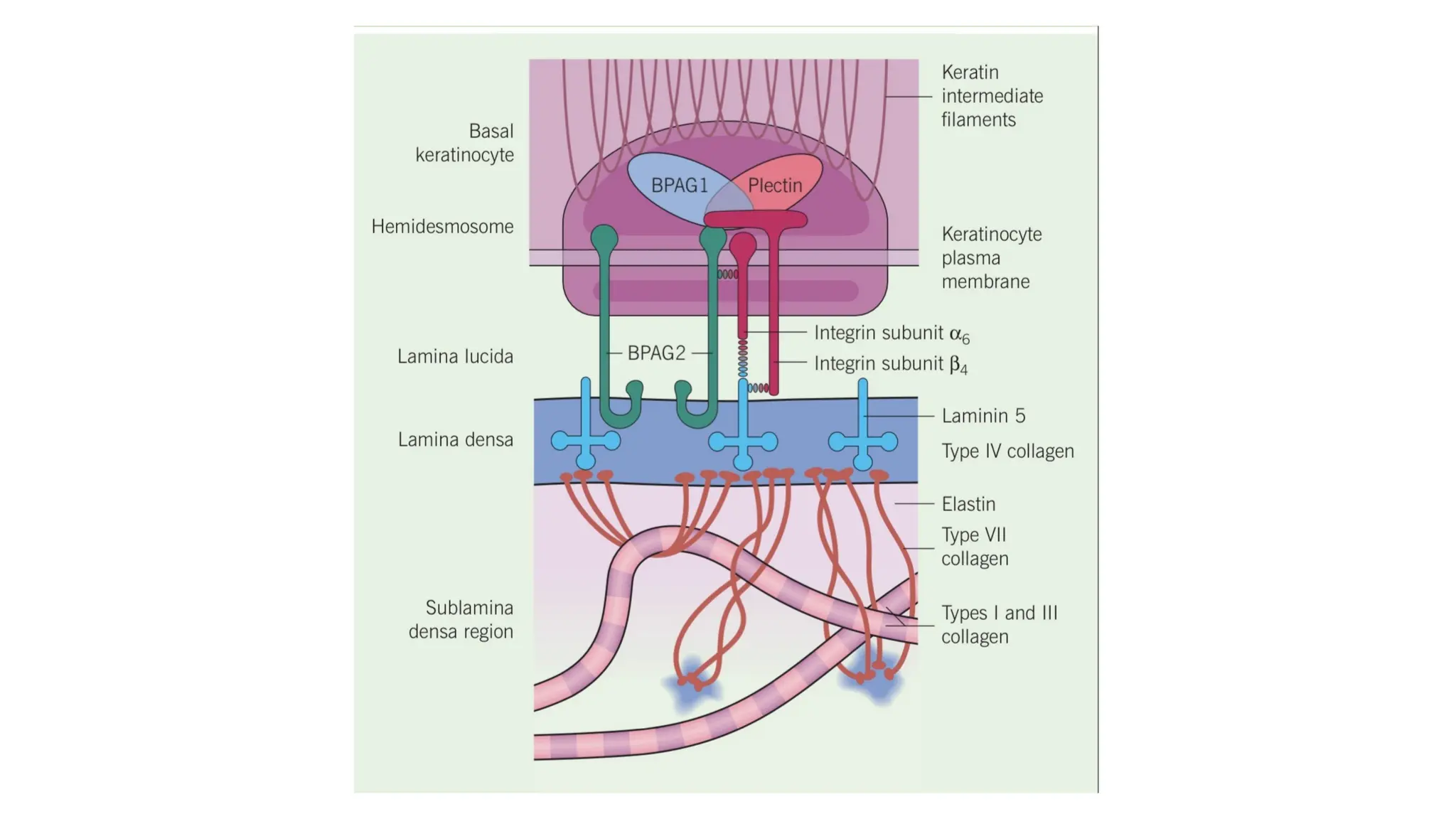 DERMO EPIDERMAL JUNCTION. Various components of basement membrane zone ...
