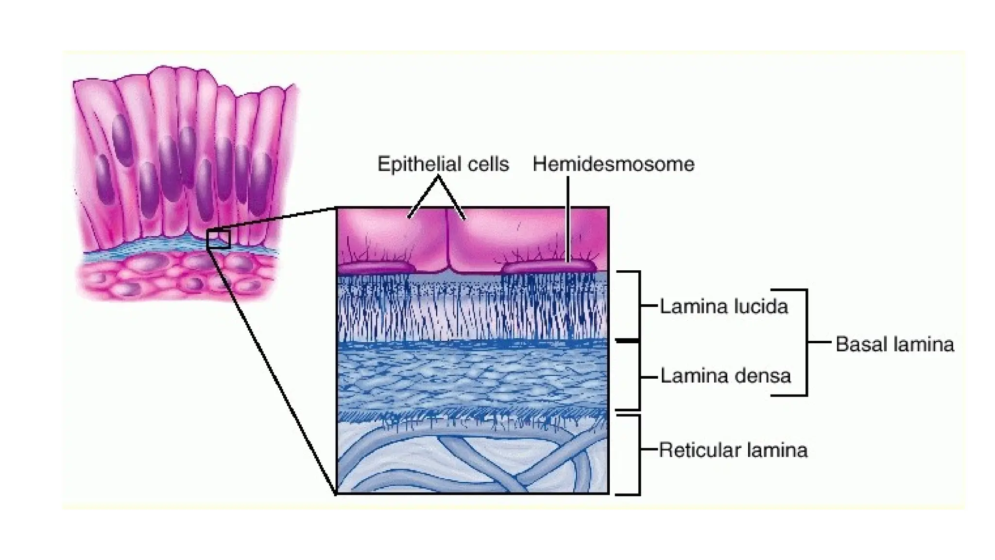 DERMO EPIDERMAL JUNCTION. Various components of basement membrane zone ...