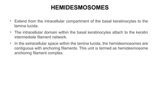 DERMO EPIDERMAL JUNCTION. Various components of basement membrane zone ...
